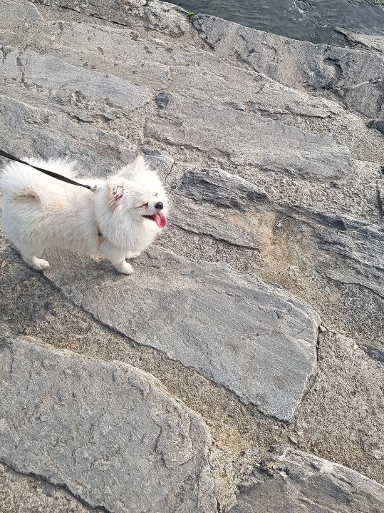 안양유원지 계곡 도심 당일치기물놀이 네이버 블로그