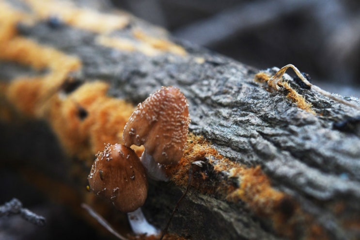 받침대쥐눈물버섯 Coprinellus domesticus (Bolton) Vilgalys, Hopple & Jacq ...