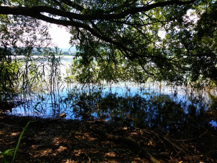 남양주 물의정원 7월에 가기좋은 곳 : 네이버 블로그
