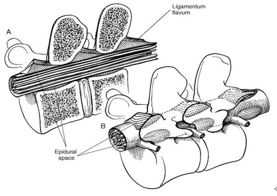 [마취] Neuroaxial /Epidural/Spinal space 경막외/척수 공간의 해부학 : 네이버 블로그