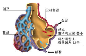 간호케이스 만성폐쇄성폐질환COPD 종류별원인증상 진단검사 치료중재 문헌고찰 : 네이버 블로그