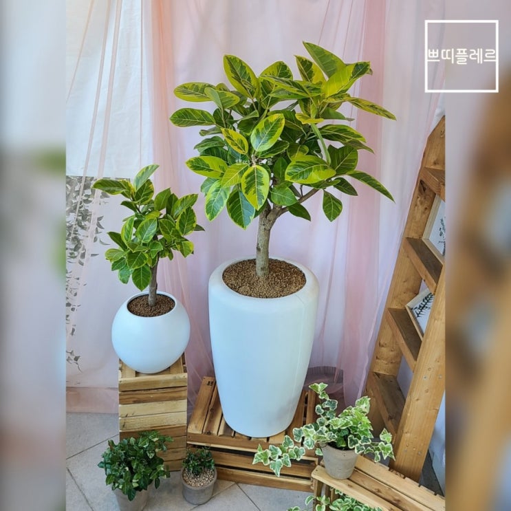 부산서구꽃집 동대신동꽃집 동대신역꽃집 서대신역꽃집 부산서구꽃배달 부민동꽃집 부민동꽃집 부산송도꽃집 남부민동꽃집 암남동꽃집 해운대