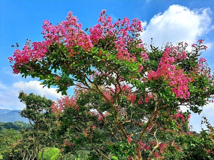 목백일홍 : 네이버 블로그