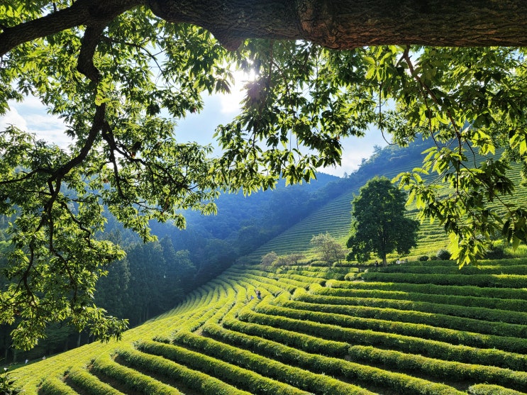 전라도 여행 대한 다원 보성 녹차밭 관광지 가볼만한곳 : 네이버 블로그