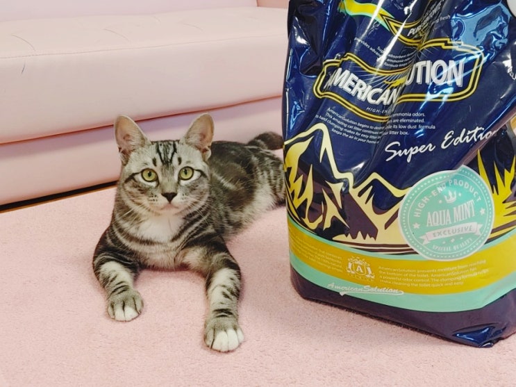 먼지없는 고양이모래 아메리칸솔루션 집사들 필독 : 네이버 블로그