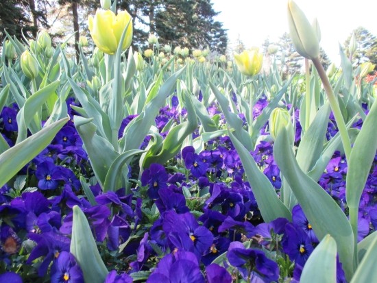 황반모세혈관확장증(Macular telangiectasia, Mac Tel) : 네이버 블로그