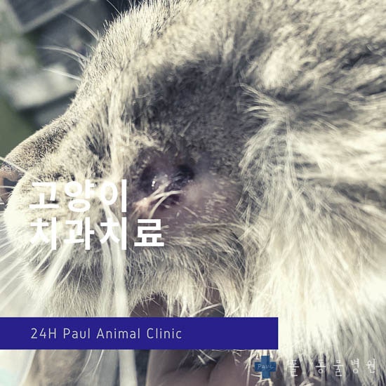 노령묘 치첨농양, FORL 치료, 발치, 안전한 마취 & 성남 분당 24시 폴 동물병원 : 네이버 블로그