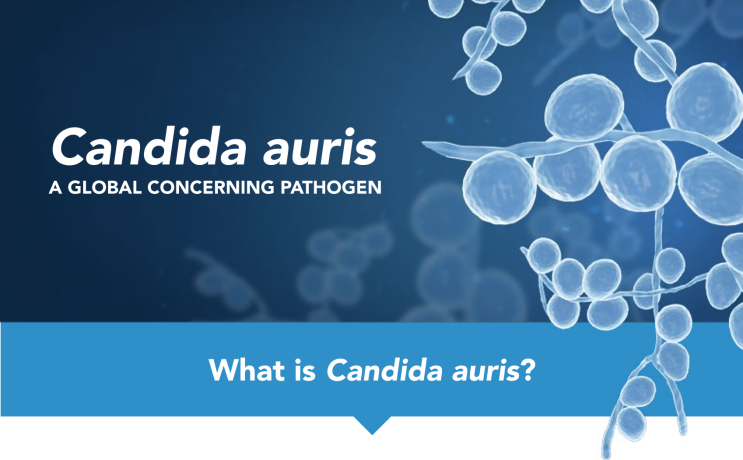 What is Candida Auris(칸디다감염병은 무엇인가?) 소독은 어떻게? : 네이버 블로그