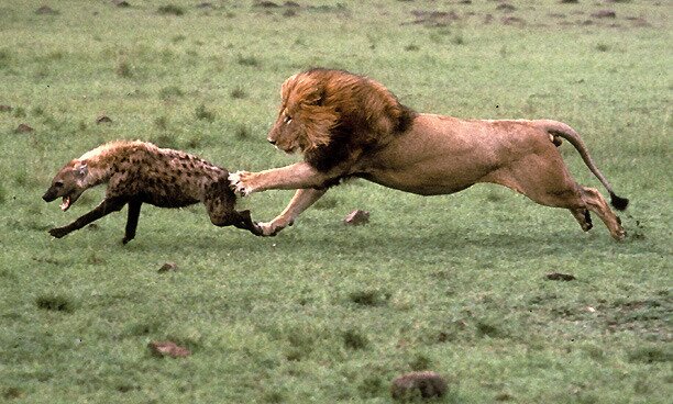 하이에나는 생각보다 엄청 크다. : 네이버 블로그