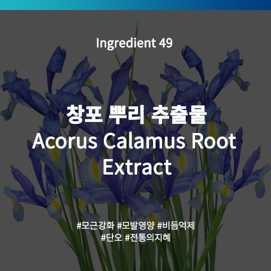 [화장품 성분 :: 창포 뿌리 추출물 Acorus Calamus Root Extract]_모근강화, 모발영양, 비듬억제, 단오 ...