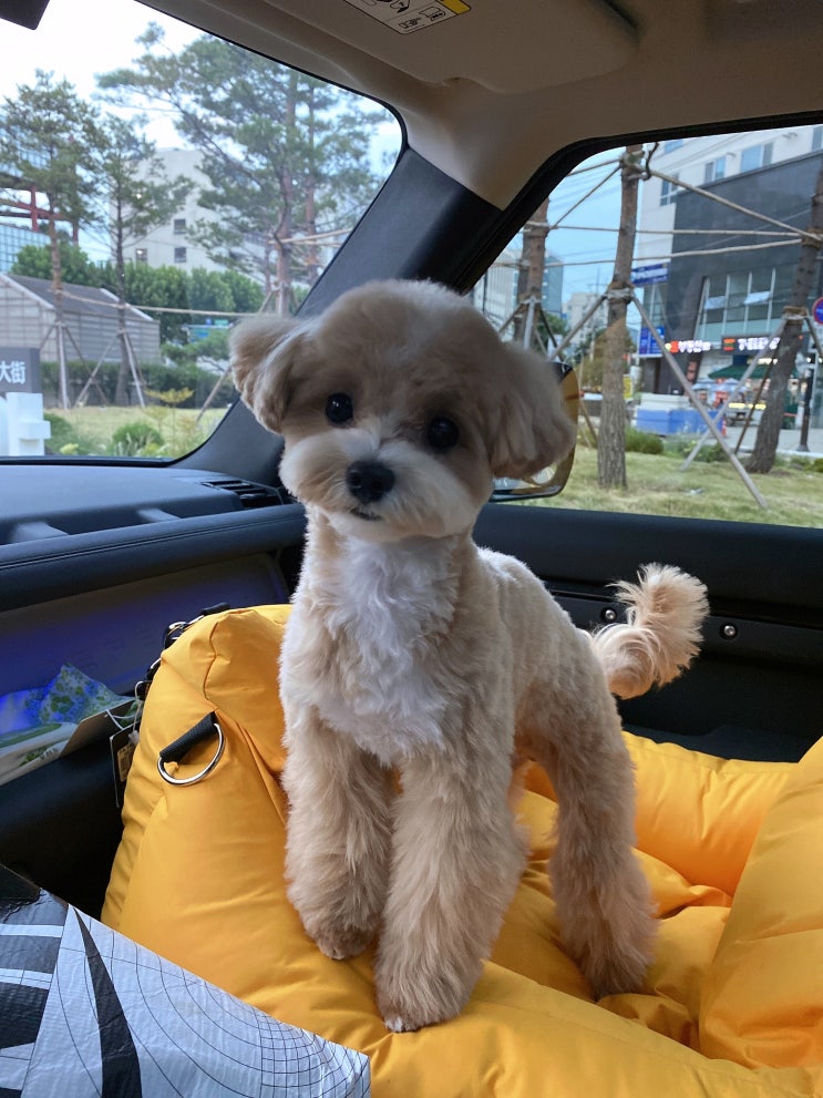 동대문구애견미용장안동애견미용전농동애견미용답십리애견미용휘경동애견미용중화동애견미용회기동애견미용광진구애견미용가위컷전문