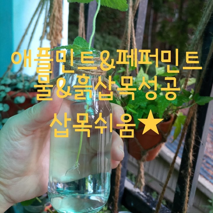 애플민트페퍼민트키우기물꽃이흙삽목뿌리내림번식성공 네이버 블로그