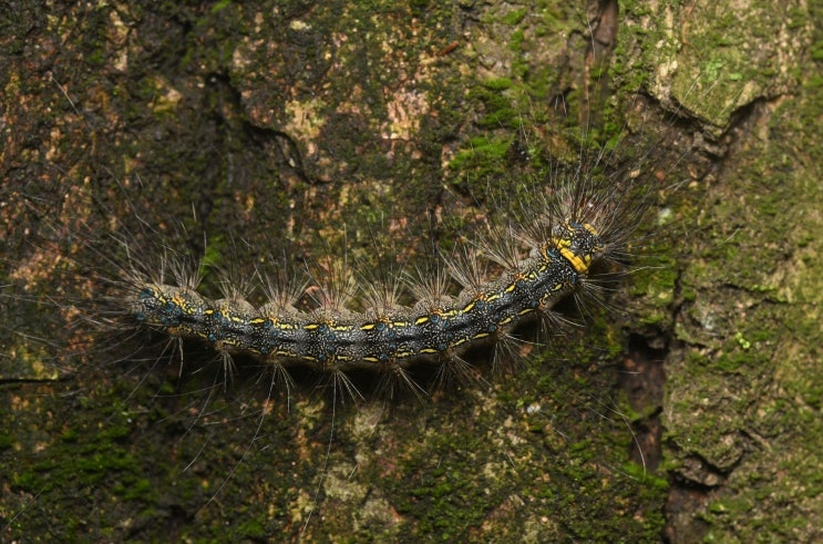 목도리불나방(애벌레) Paraona staudingeri Alphèraky, 1897 : 네이버 블로그