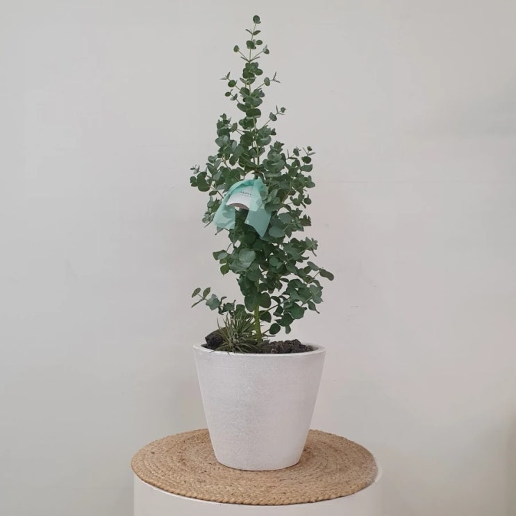 [유칼립투스 키우기] 광주광역시 개업화분전문 전남대꽃집 애플로라 : 네이버 블로그