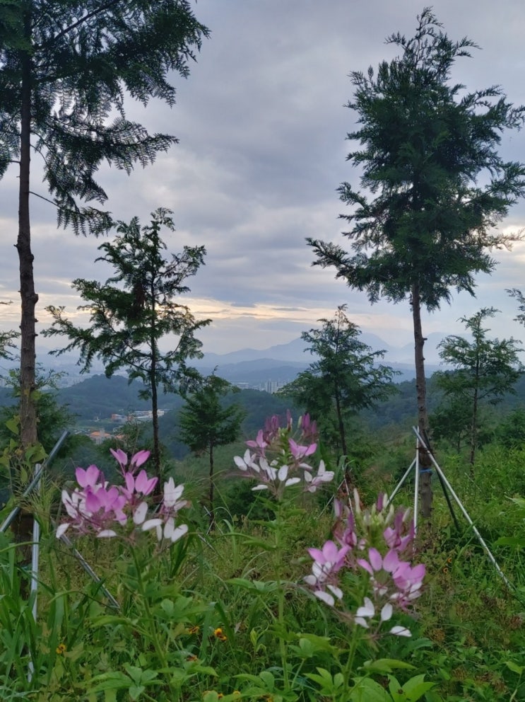 산으로 출근하는 자연인, 플랜B : 네이버 블로그
