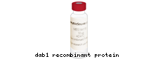 [Dab1 recombinant protein] Disabled homolog 1 (Dab1) Recombinant ...