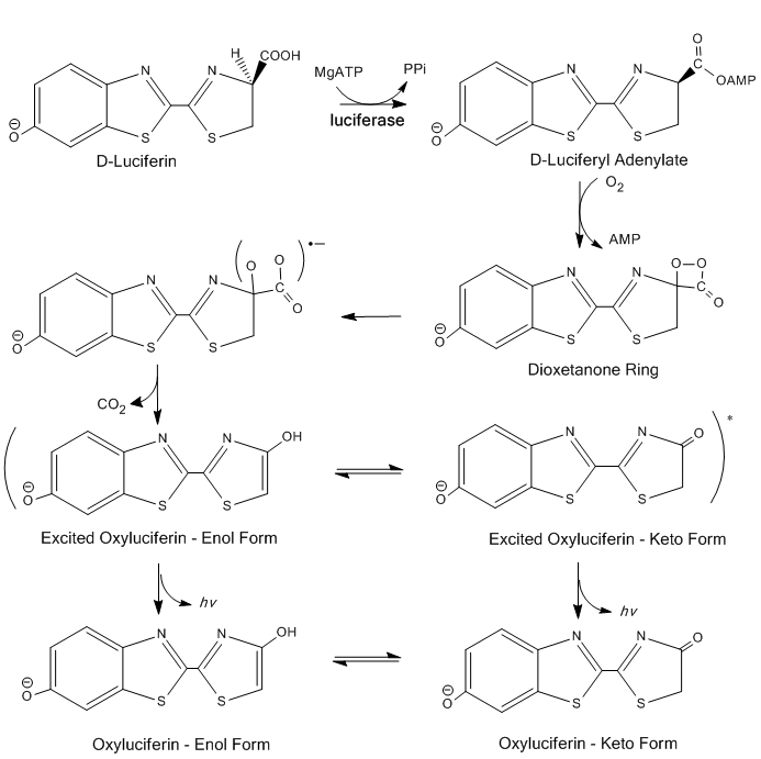 루시페린(luciferin) : 네이버 블로그