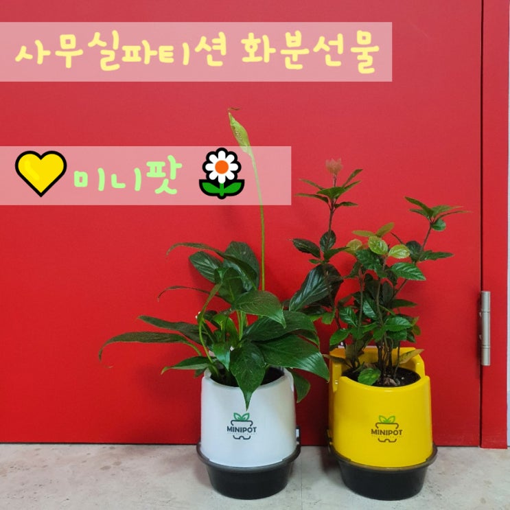 키우기쉬운공기정화식물 입사축하, 승진, 사무실 이전선물 추천해요_미니팟 파티션화분 : 네이버 블로그