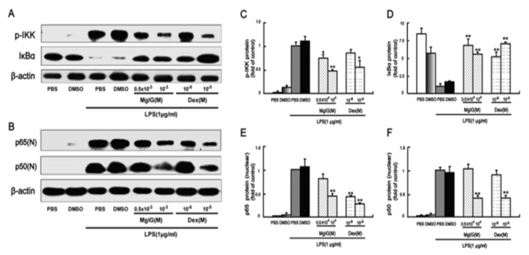 논문공부(Magnesium isoglycyrrhizinate,MgIG,Inflammation,Reactive oxygen ...