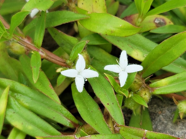 백령풀속(Diodia) 3종 : 네이버 블로그