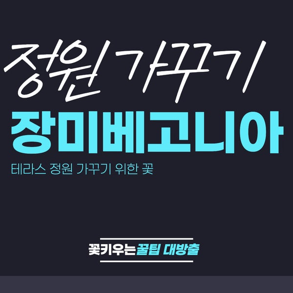 장미베고니아 키우는법 알아보자 베란다 텃밭에서 키우기 좋은 식물 네이버 블로그