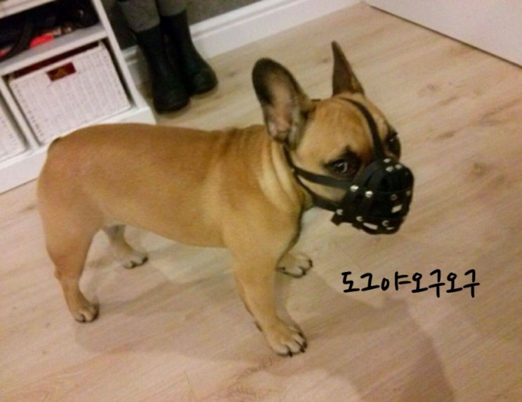 프렌치불독 입마개 : 네이버 블로그