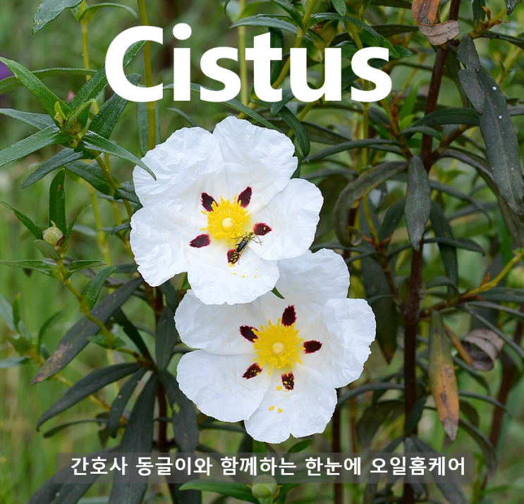 흉터제거 연고를 찾으신다면 시스투스rose Of Sharon 록 로즈 에센셜 오일 효능 활용법 성분 주의사항