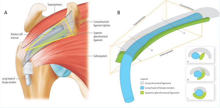 Rotator Interval (어깨구조) : 네이버 블로그
