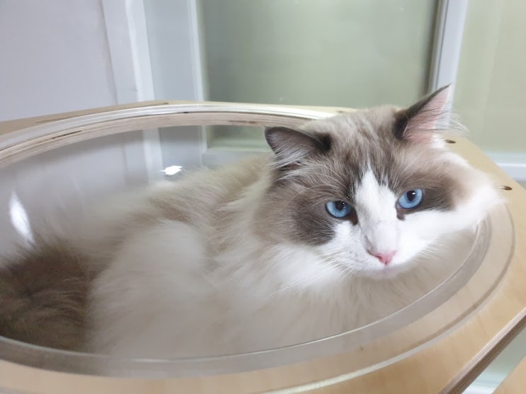 성분 좋고 잘먹는 고양이 습식사료 후기 네이처스 버라이어티 인스팅트 주식캔 생식본능 그레인프리 치킨 네이버 블로그