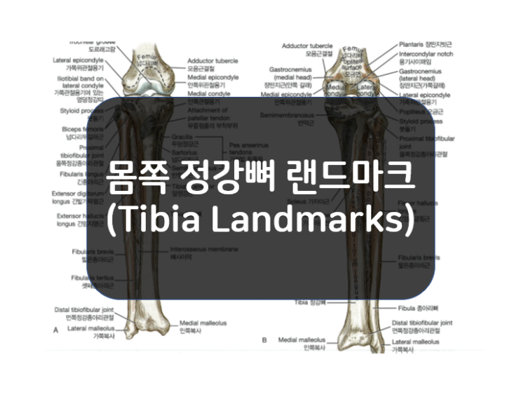 몸쪽 정강뼈의 랜드마크(Tibia Landmarks) : 네이버 블로그