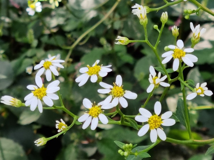 참취 꽃...'님을 위하여, 이별' : 네이버 블로그