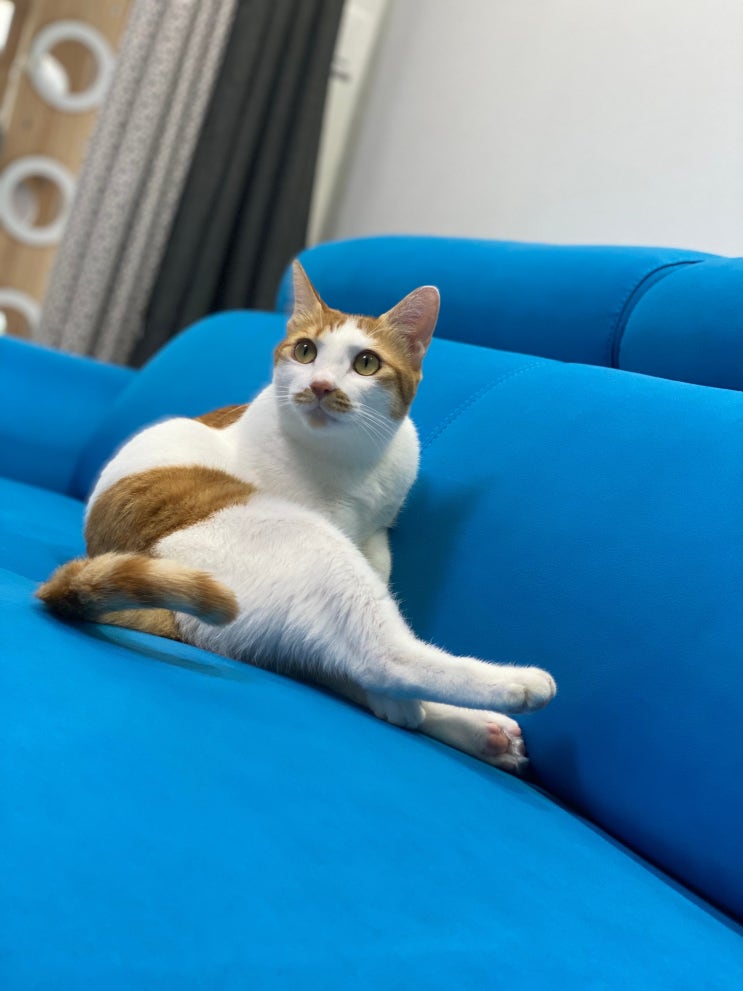 lie0****님 제품리뷰 (싸이2 3*카) 로젤 M39번 : 네이버 블로그