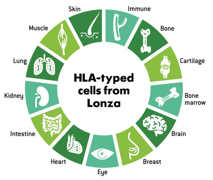 Lonza_Human Leukocyte Antigen (HLA) : 네이버 블로그