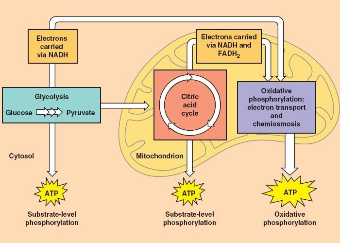 생화학 35 시트르산 회로 ① 개요 크렙스 회로 Tca 회로 Tca Cycle 세포호흡 물질대사 네이버 블로그