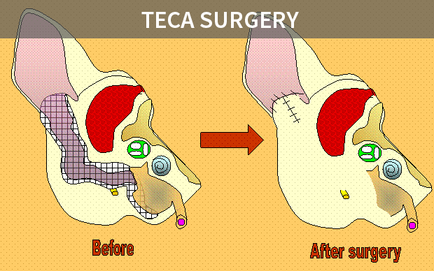 강아지, 고양이 귓병 외이염 수술 전이도 적출술(TECA) - 수술 시기는 언제가 좋을까요? / 피부전문동물병원 : 네이버 블로그