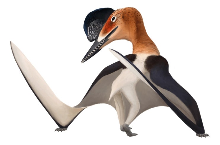 알트뮐의 날개, 알트무에흘롭테루스 : 네이버 블로그