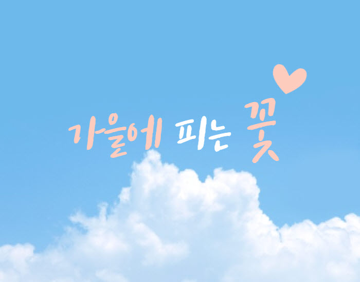 가을에 피는 꽃 종류와 꽃말 : 네이버 블로그