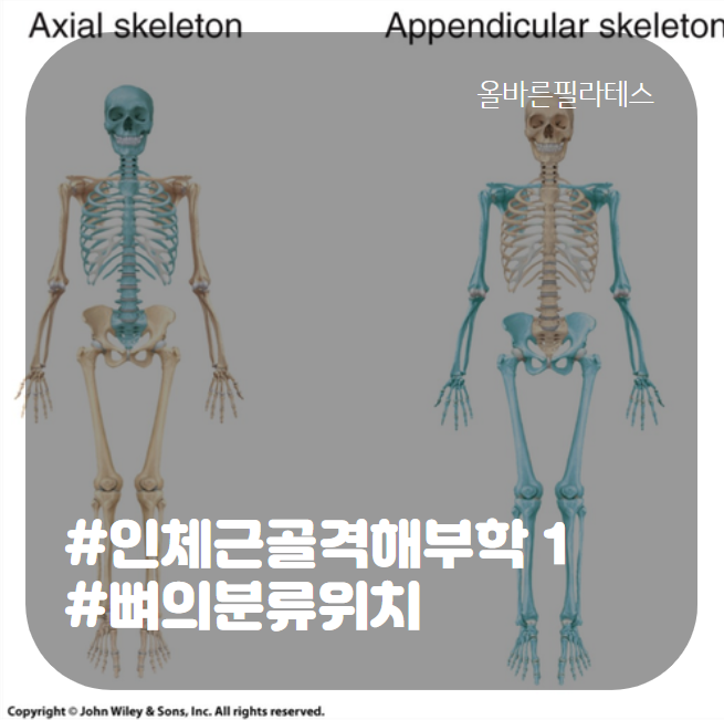 옥동필라테스 기초 해부생리학 뼈의 분류위치 네이버 블로그