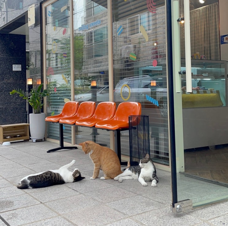 일상 : 뒤늦게 탑승해 보는 8월 초 일상 (한여름 주의 ㅇ