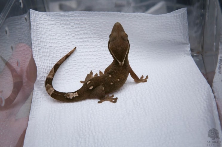 사라신게코(Sarasin's giant gecko) 분양 - 파충류샵 발토앤제이 : 네이버 블로그