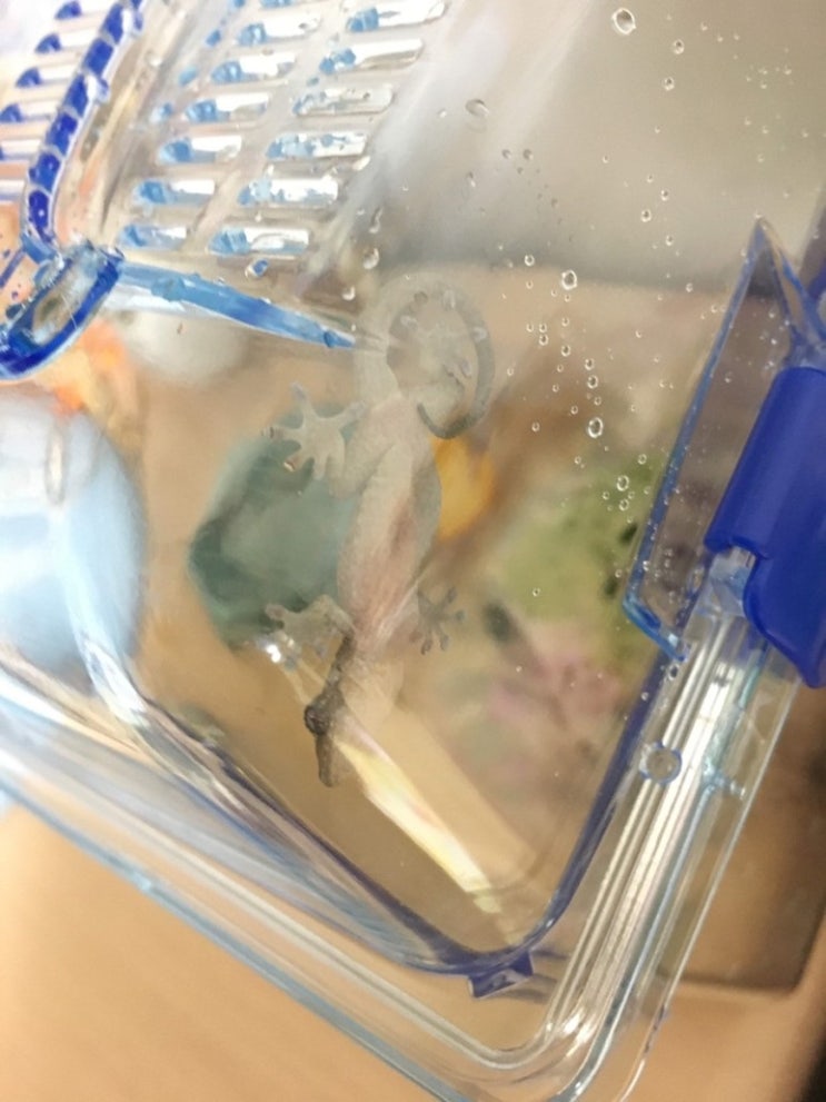 게코로그 하우스 게코 사육가능 충식 부산 지역 자주 출몰 킹스렙타일 최집사의 첫 도마뱀 네이버 블로그