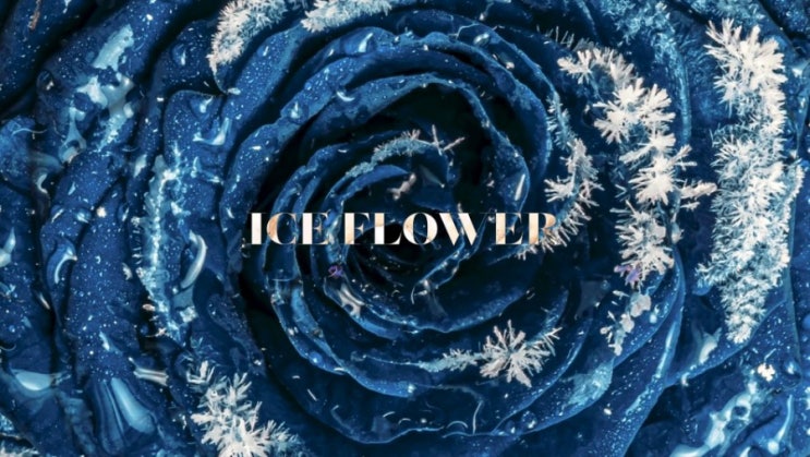 아스트로 라키: ICE FLOWER ️ : 네이버 블로그
