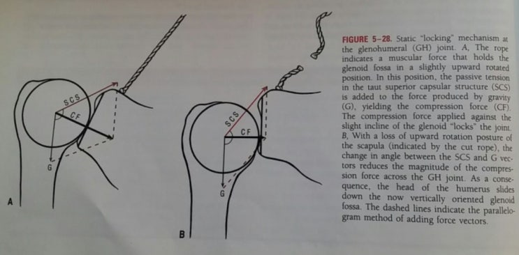 Normal alignment of the scapular - 견갑골의 이상 정렬 : 네이버 블로그