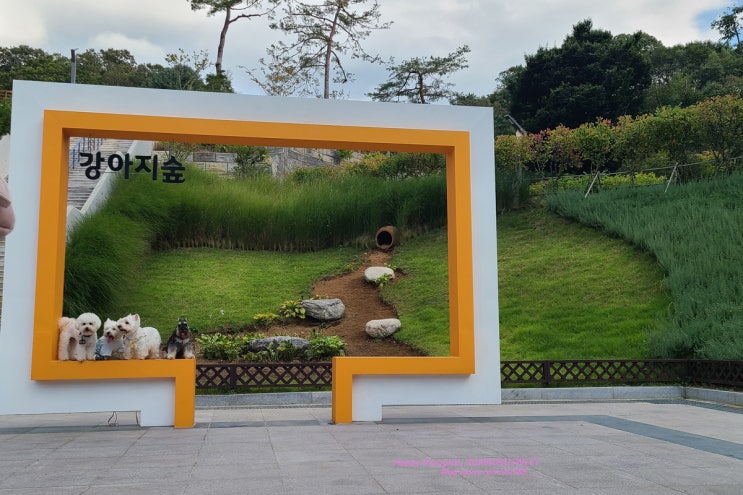춘천여행 애견동반 반려견테마파크 강아지숲 첫 방문해 봄 네이버 블로그