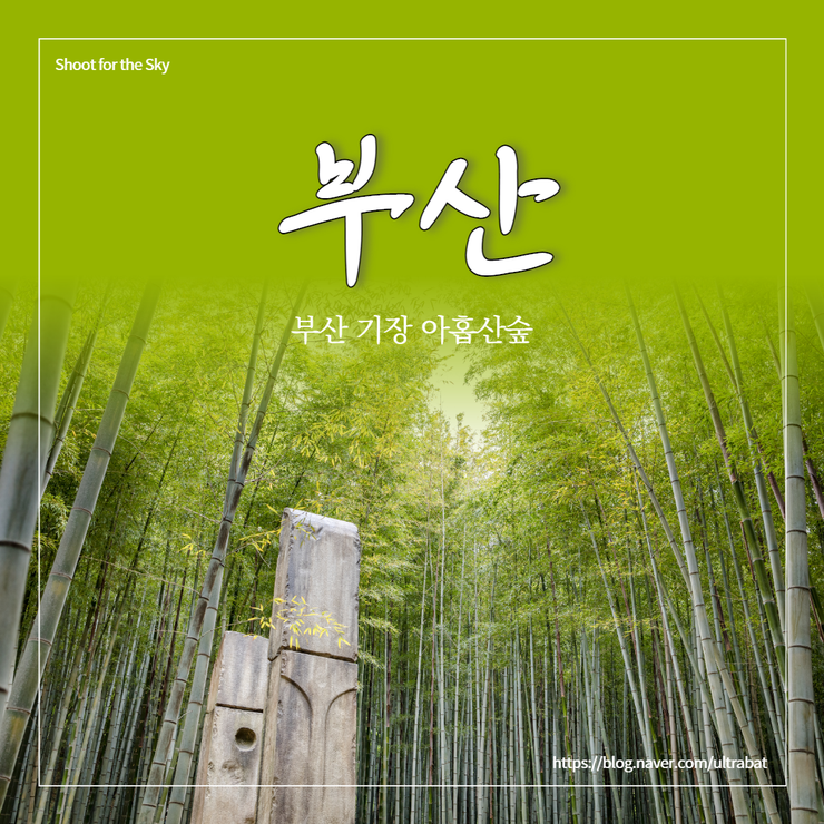 부산 기장 아홉산숲 화려한 대나무숲 여행 장소 네이버 블로그