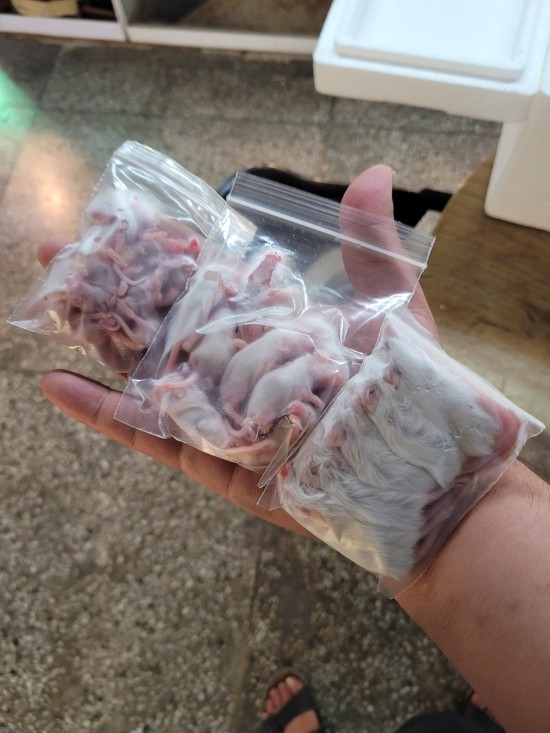 대구 파충류샵 뉴런와일드 먹이용 냉동 마우스 입고!!!! : 네이버 블로그