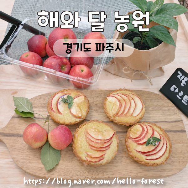 사과따기 체험 사과타르트 만들기 체험 파주 해와 달 농원 파주 체험농장 파주 사과따기 체험 파주 미니사과 파주