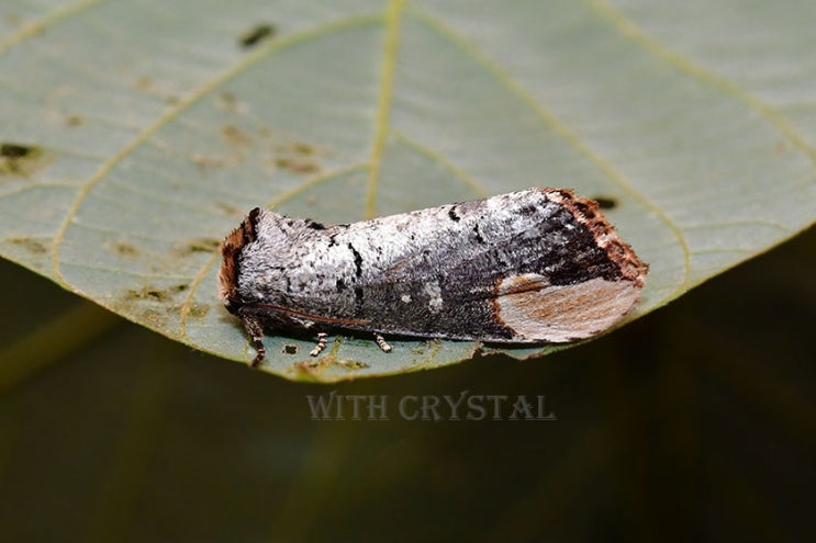 참나무재주나방(~2020년) - Phalera assimilis : 네이버 블로그