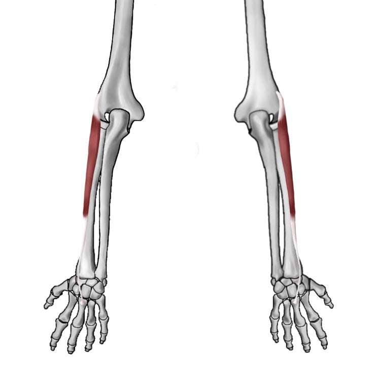 단요측수근신근(짧은노쪽손목폄근, Extensor Carpi Radialis Brevis) 기시, 정지, 기능, 신경, 혈관 ...