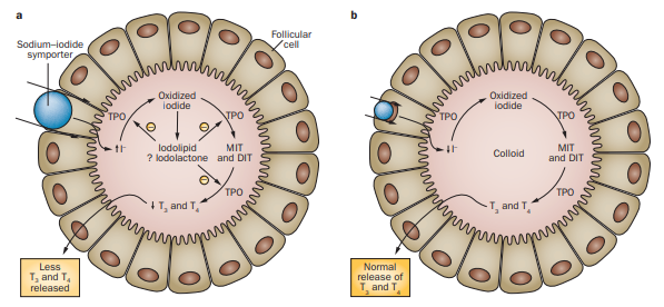 Jod-Basedow effect & Wolff-Chaikoff effect : 네이버 블로그